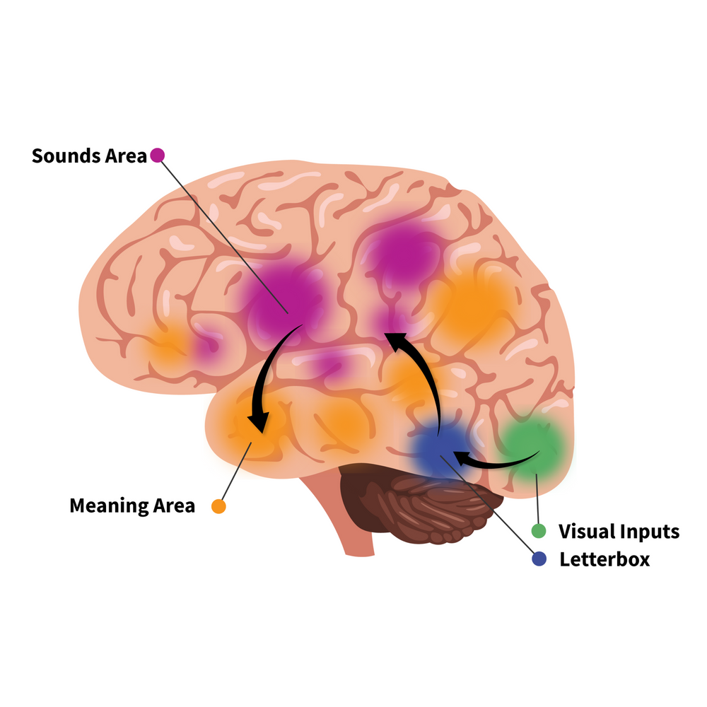 Science of Reading – Logic Of English